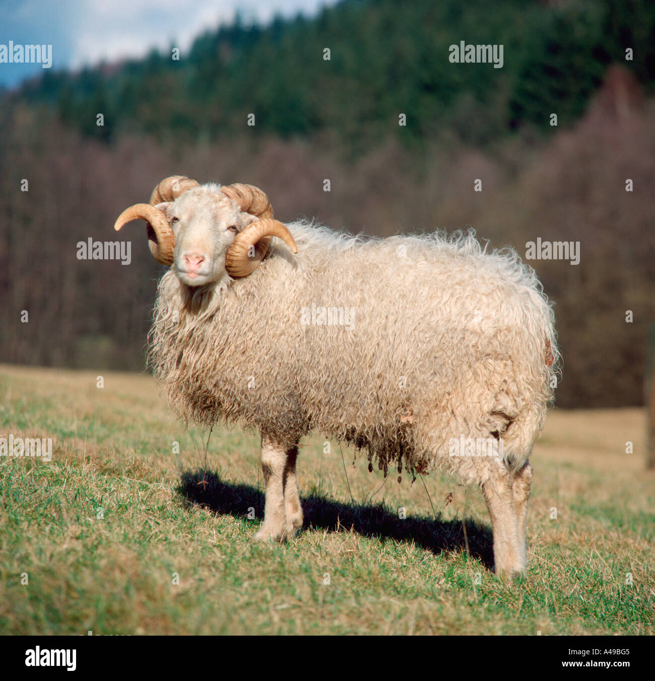 Domestic Sheep / Skudde Stock Photo - Alamy