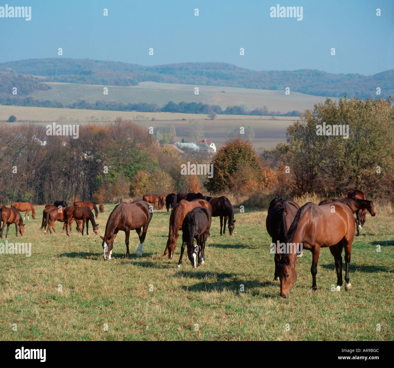 Hungarian Crossbreed Horse Stock Photo - Alamy