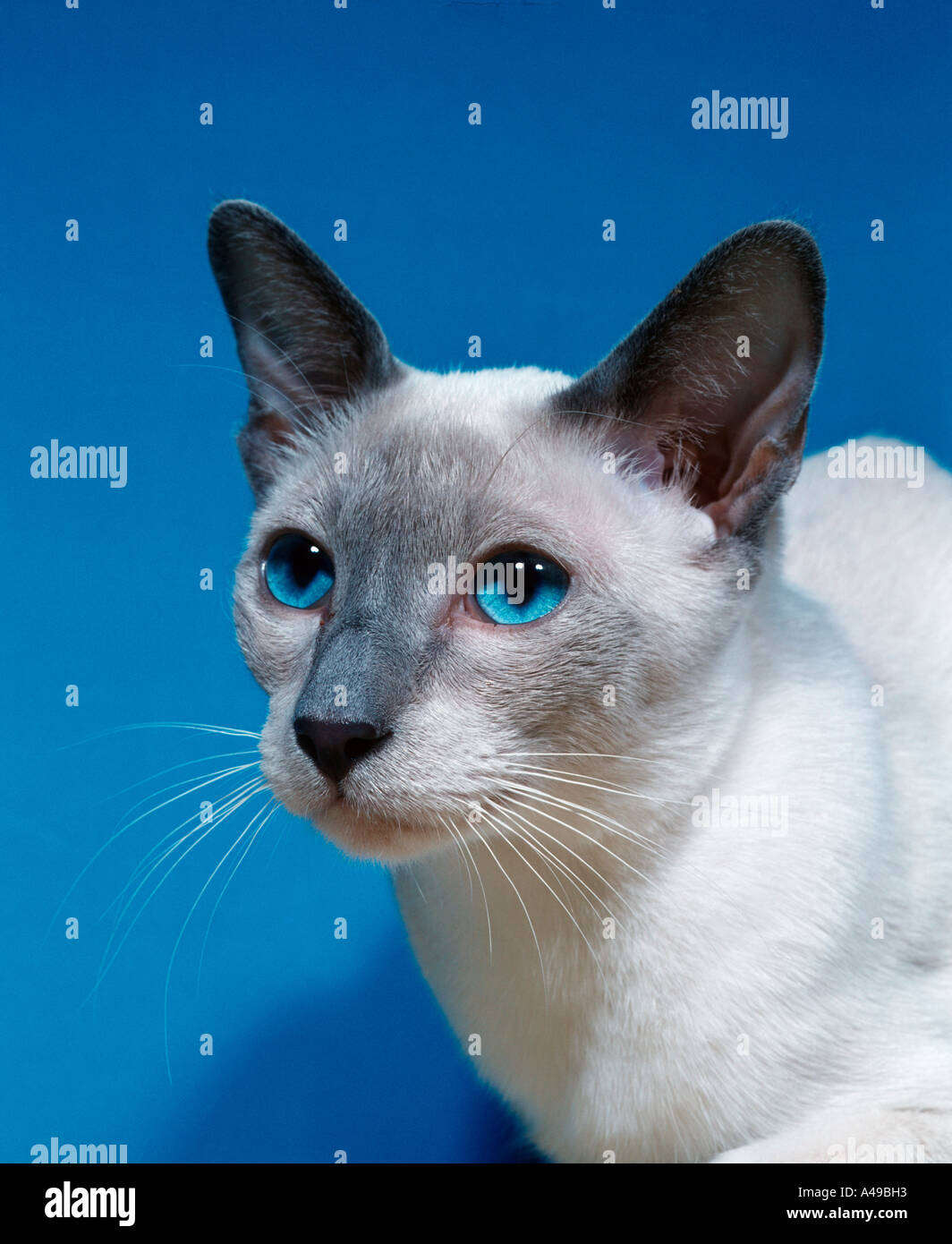 Siamese Cat / Siamese Stock Photo - Alamy