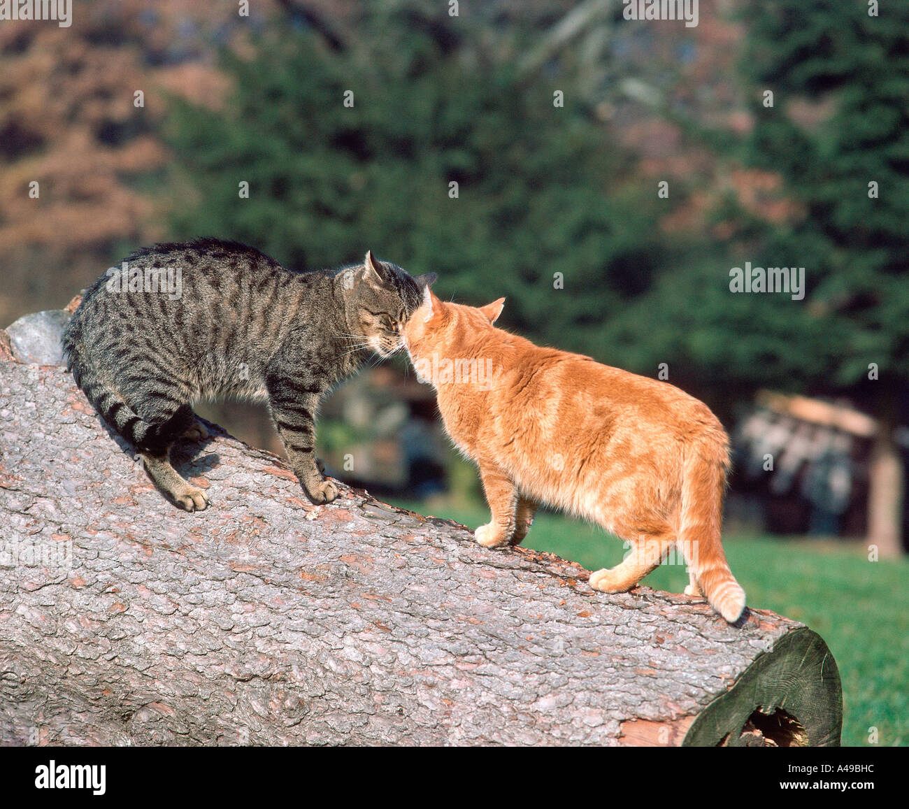 Cats sniffing each other hi-res stock photography and images - Alamy