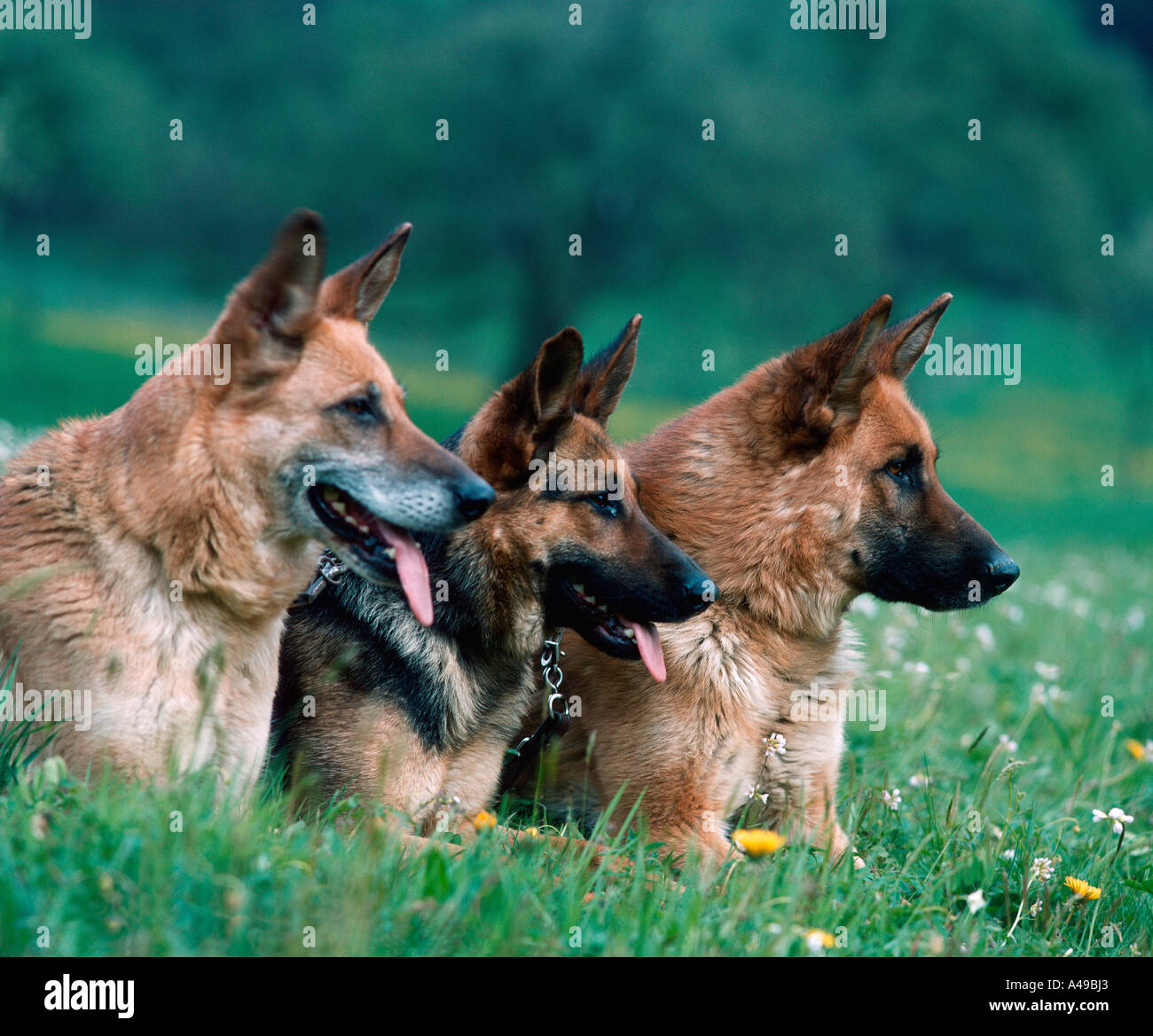 Three german shepherds hi-res stock photography and images - Alamy