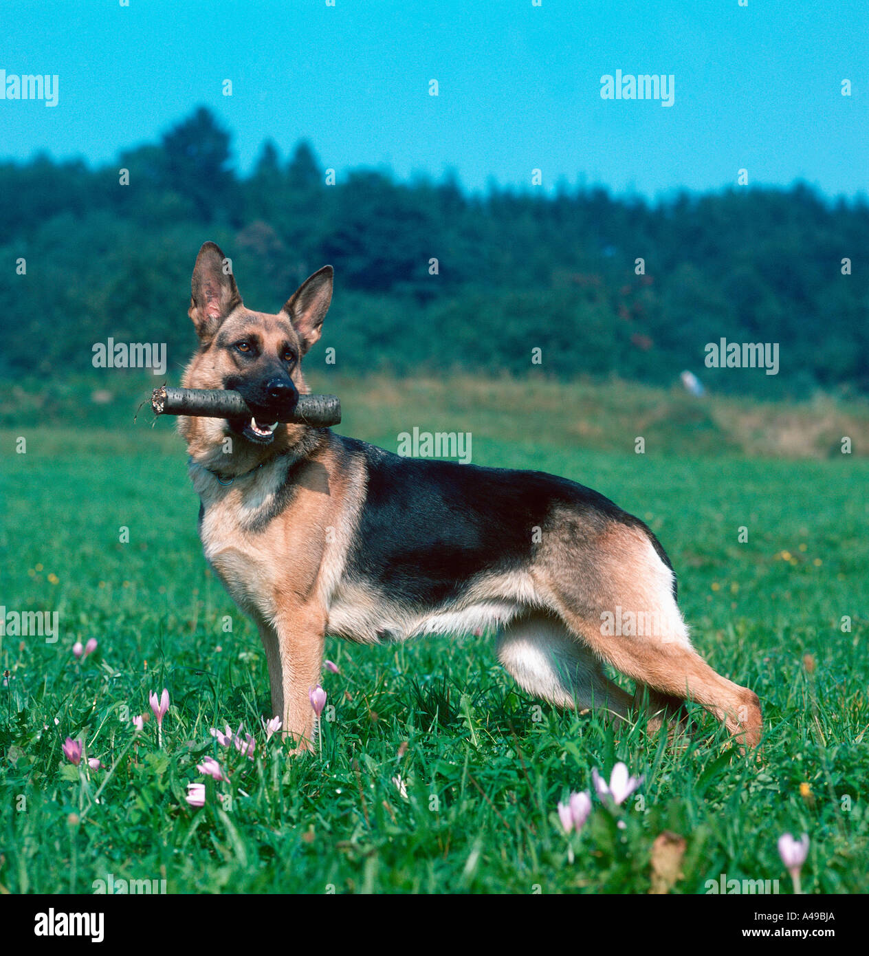 Alsatian dog hi-res stock photography and images - Alamy