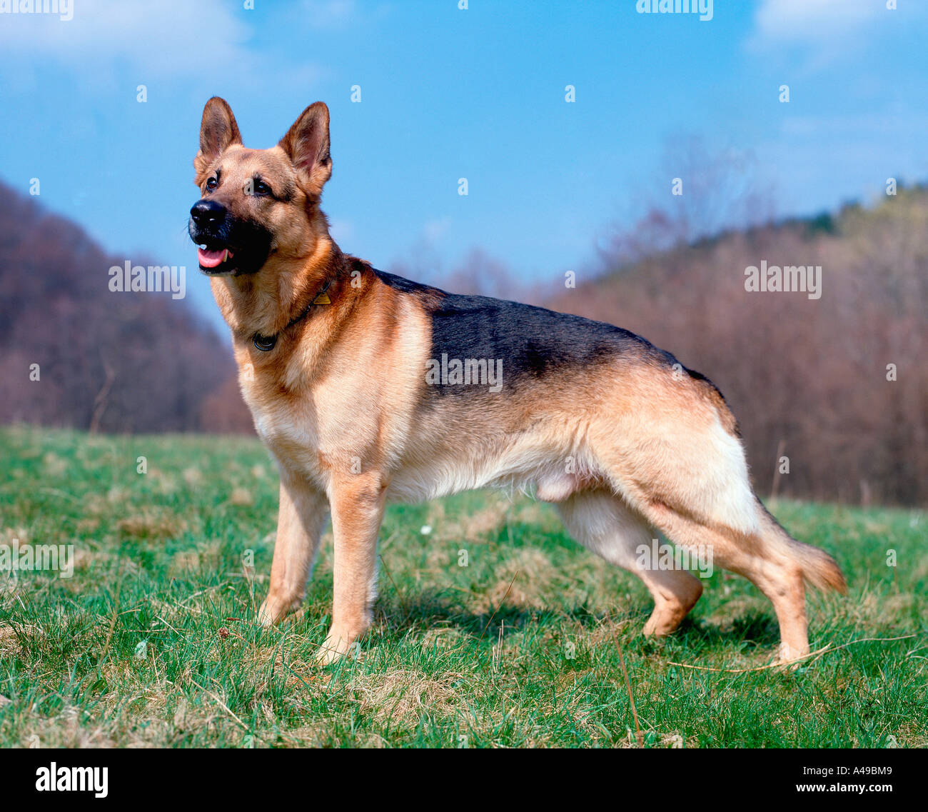 Alsatian dog hi-res stock photography and images - Alamy