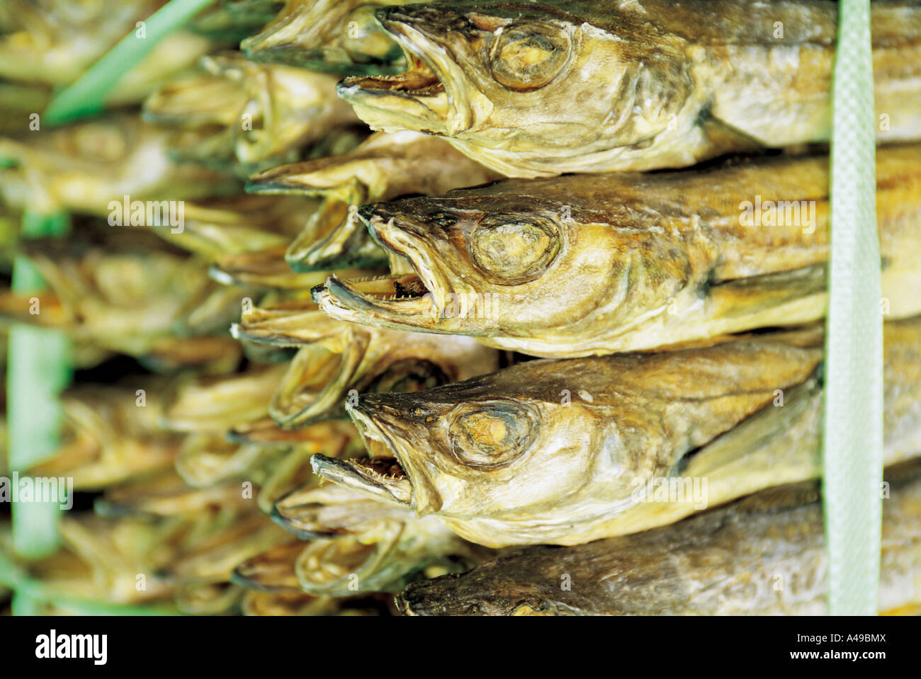 Close-up of dried fish Stock Photo - Alamy