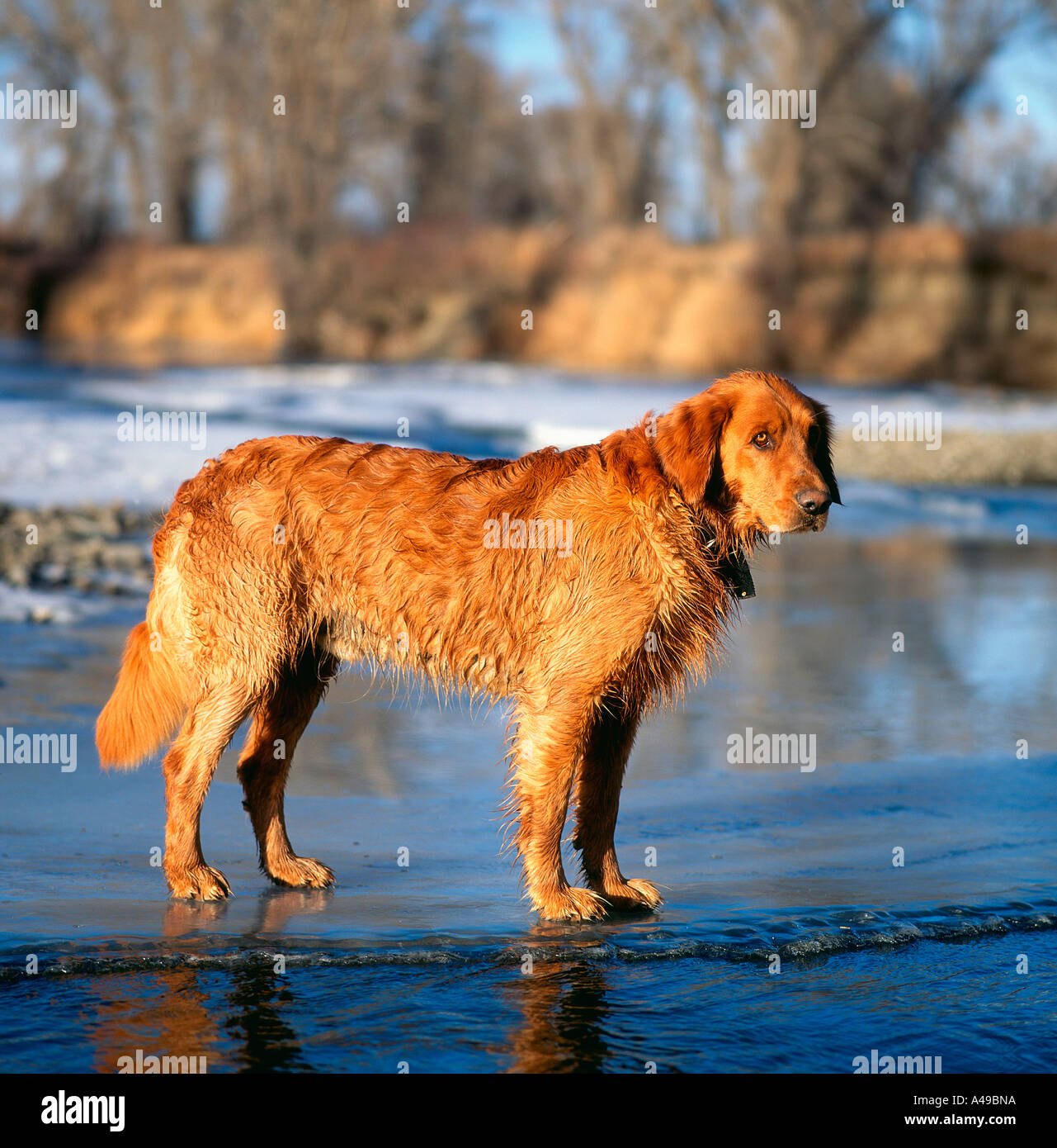 Golden and retriever hi-res stock photography and images - Alamy
