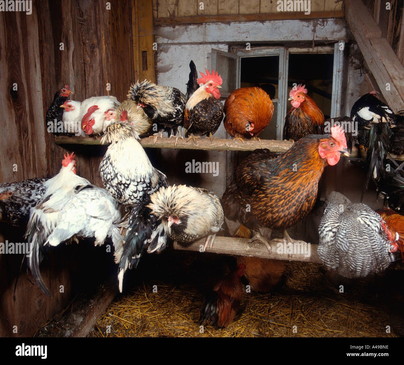 Fowl breeds hi-res stock photography and images - Alamy