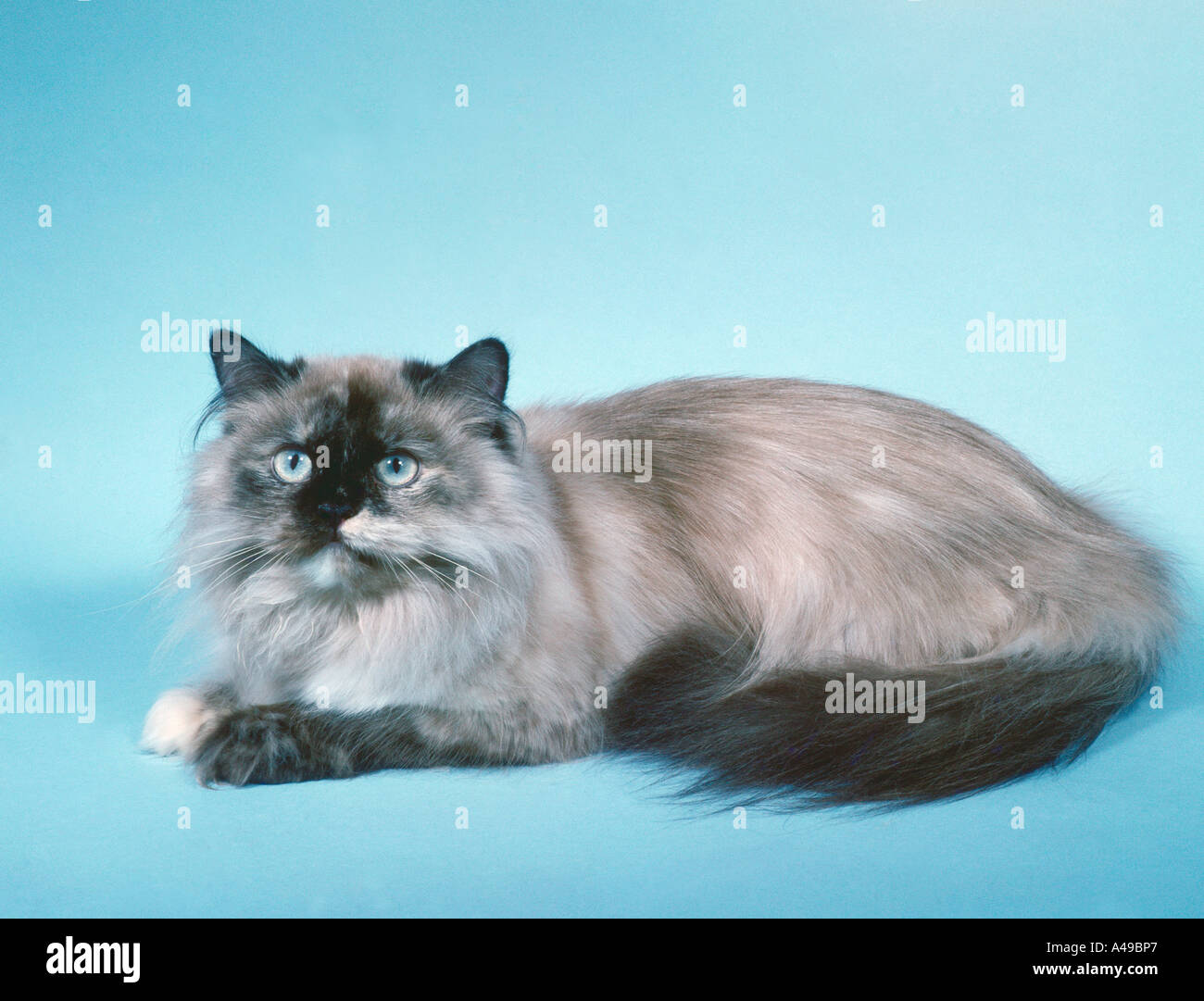 Persian Cat / Colorpoint Stock Photo - Alamy
