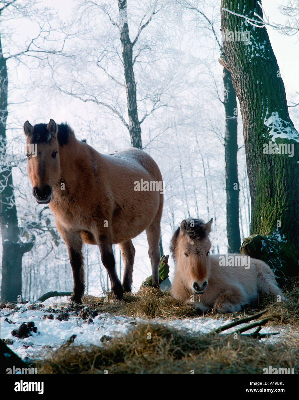 The dulmen hi-res stock photography and images - Alamy