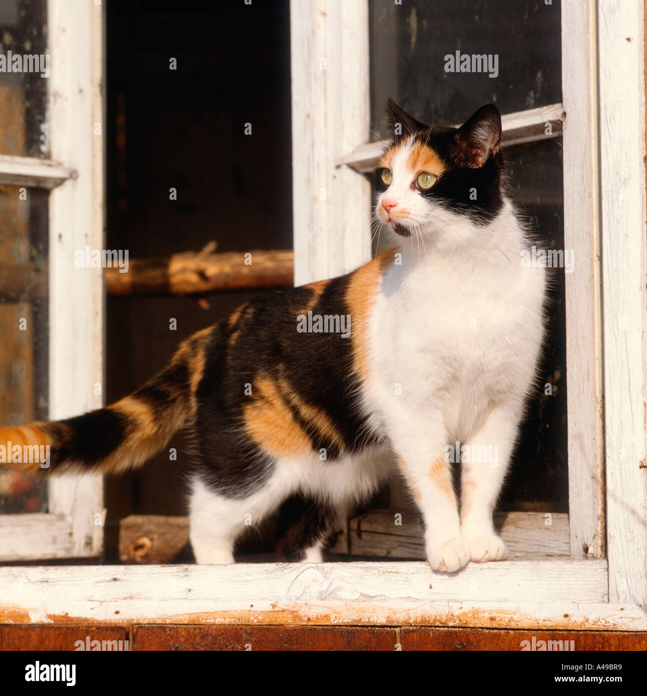 Short haired tortoiseshell cat hi-res stock photography and images - Alamy