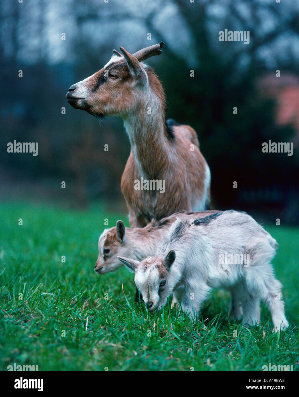 Female pygmy goat hi-res stock photography and images - Alamy