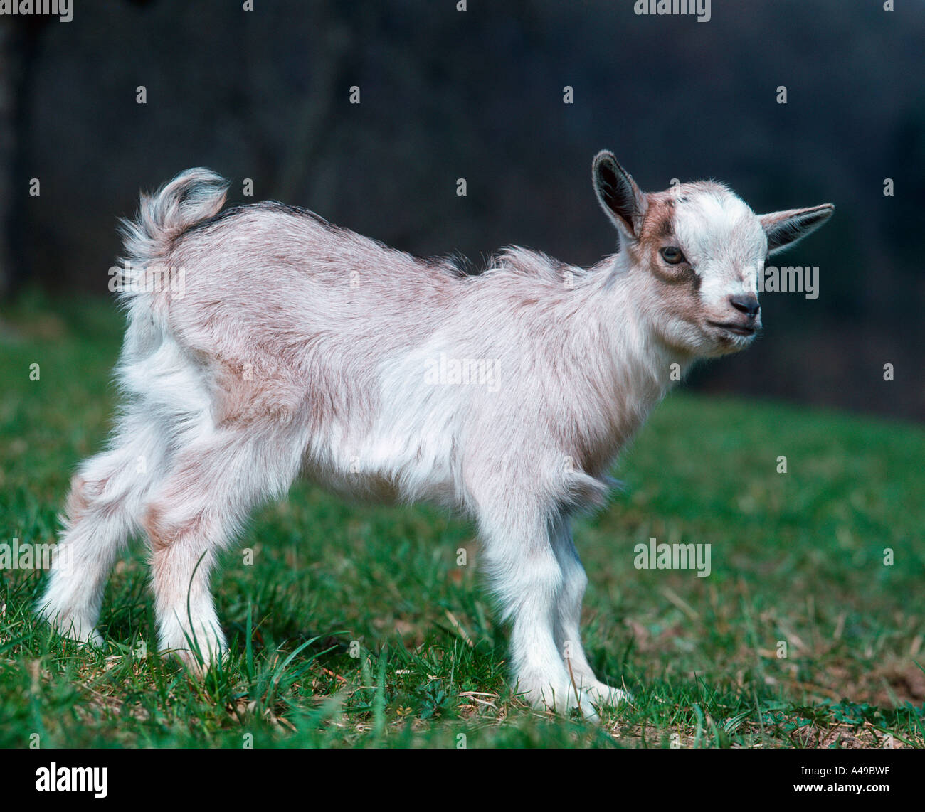 Pygmy Goat / Dwarf Goat Stock Photo - Alamy