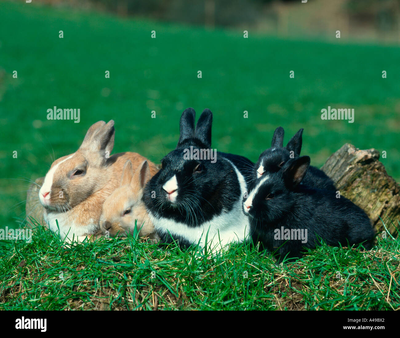Rabbit five hi-res stock photography and images - Alamy