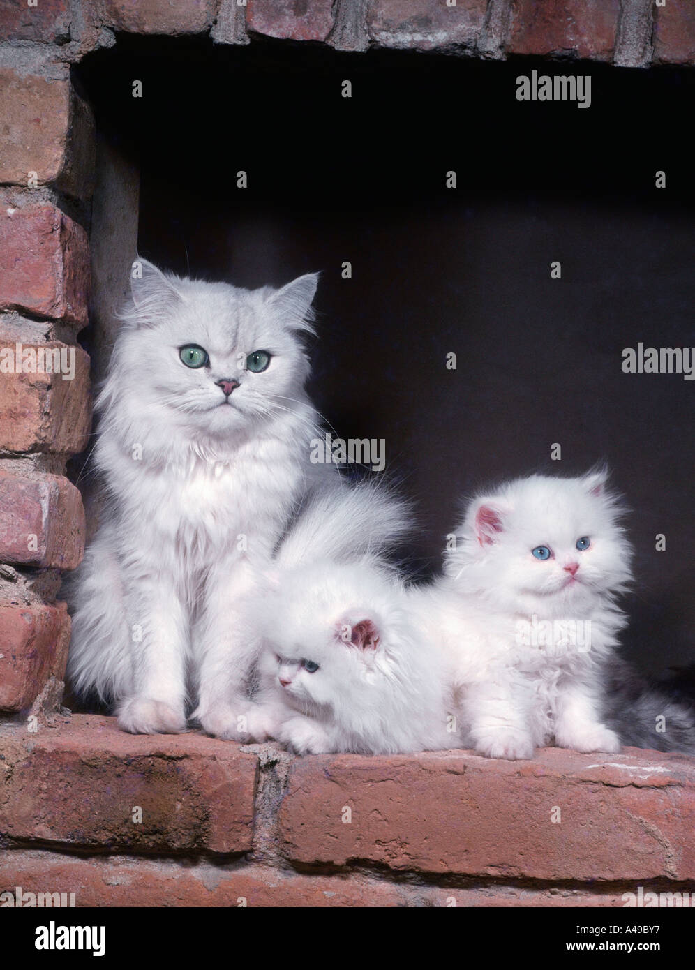 Three persian cats hi-res stock photography and images - Alamy