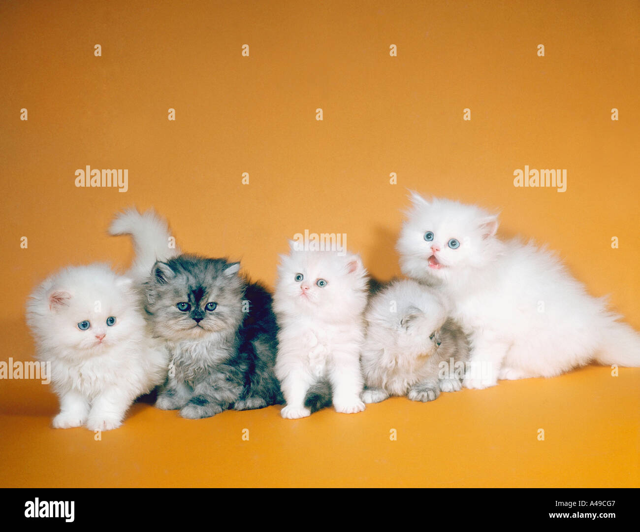 Persian kittens hi-res stock photography and images - Alamy