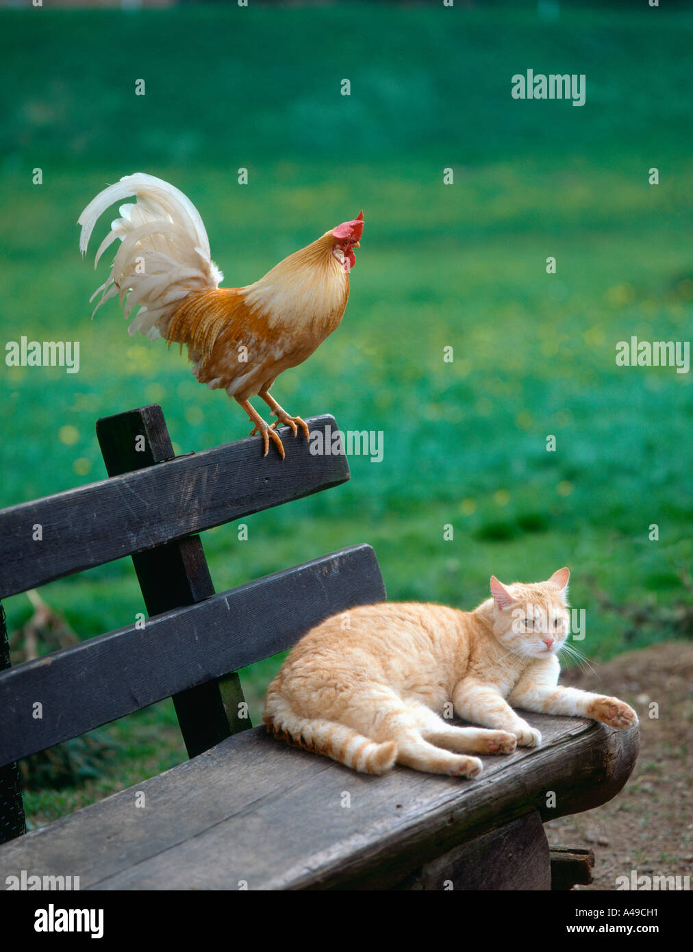Domestic Fowl and Cat Stock Photo - Alamy