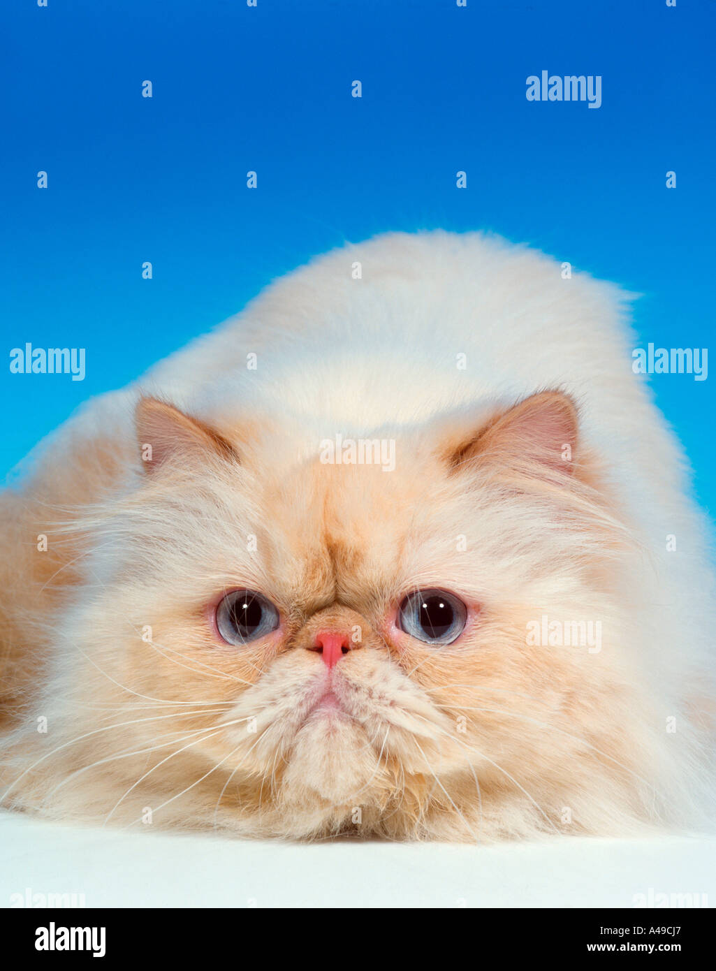 Persian Cat / Colorpoint Stock Photo - Alamy