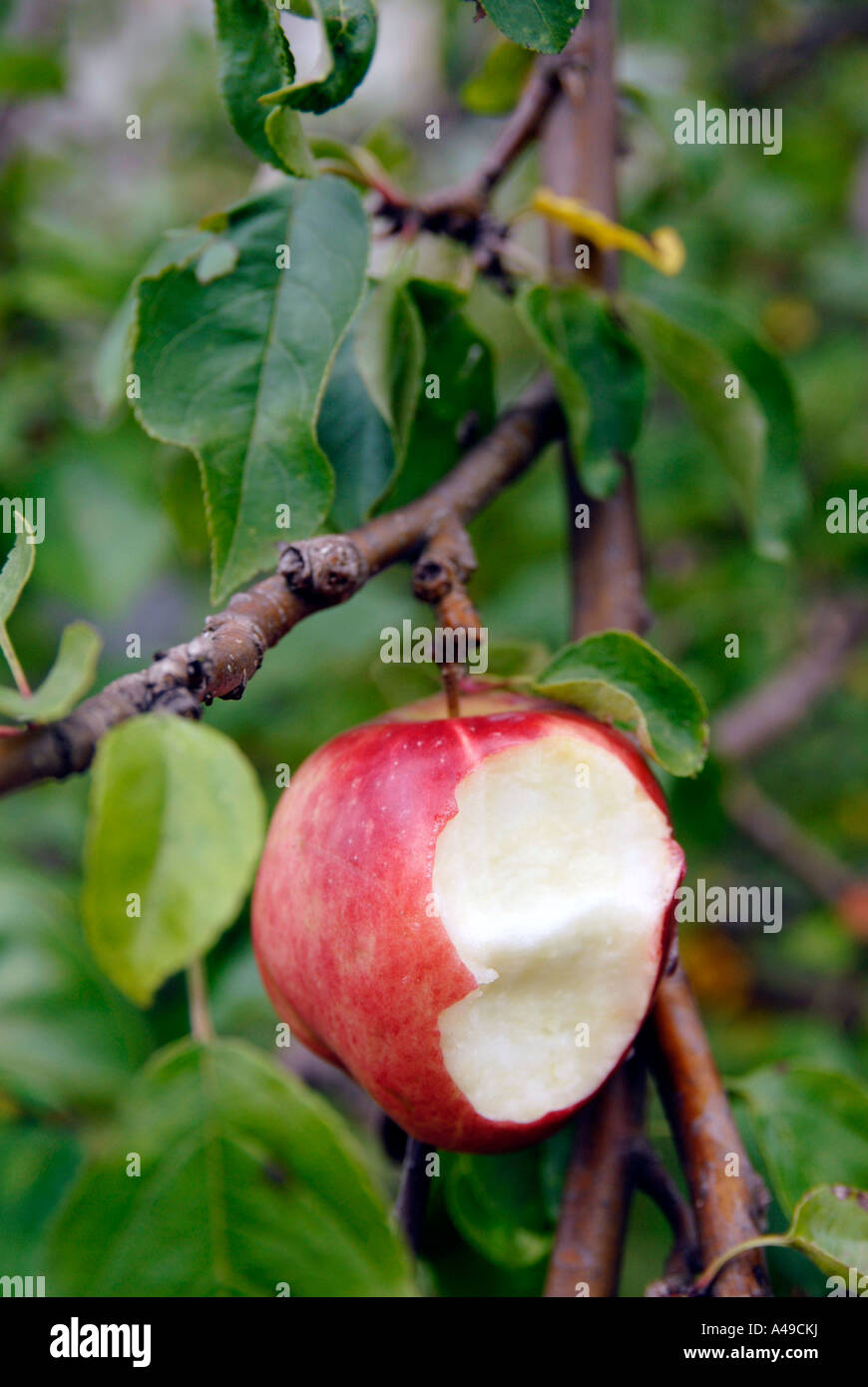 Eaten apple on tree. Fall of man Stock Photo - Alamy