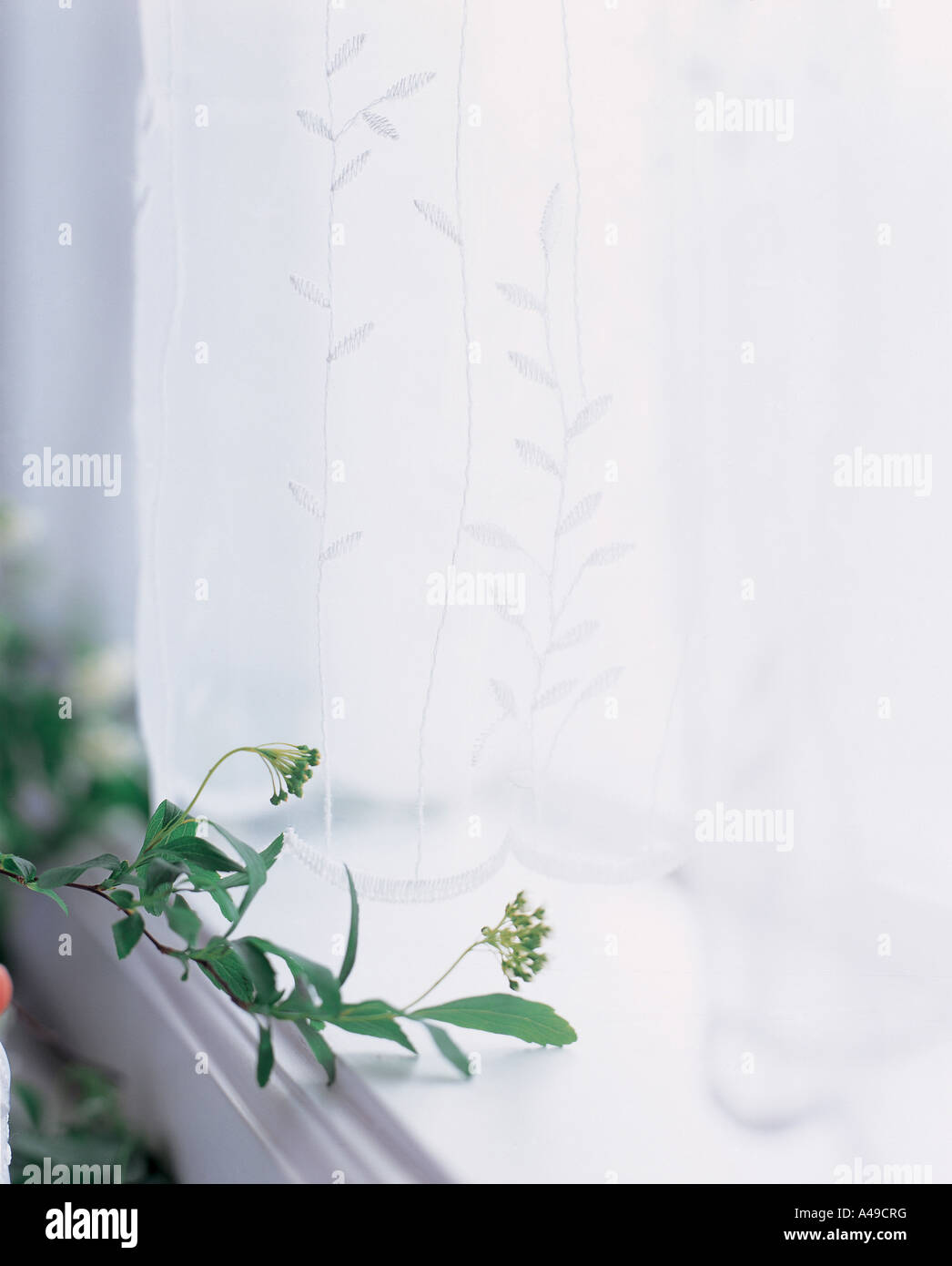 Close-up of the stem of a plant Stock Photo - Alamy