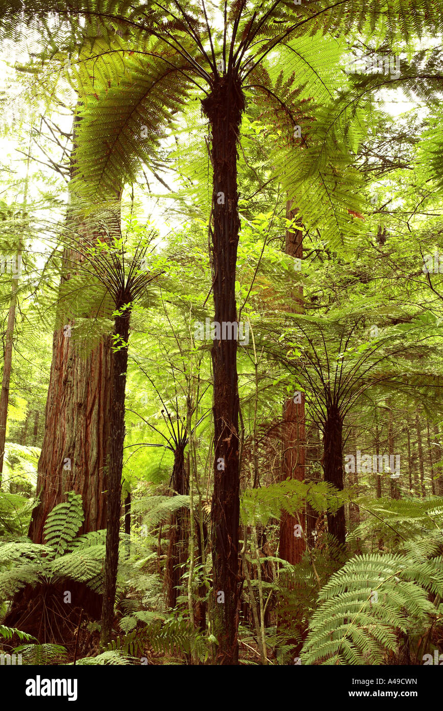 Fern-trees in redwood grove Stock Photo - Alamy