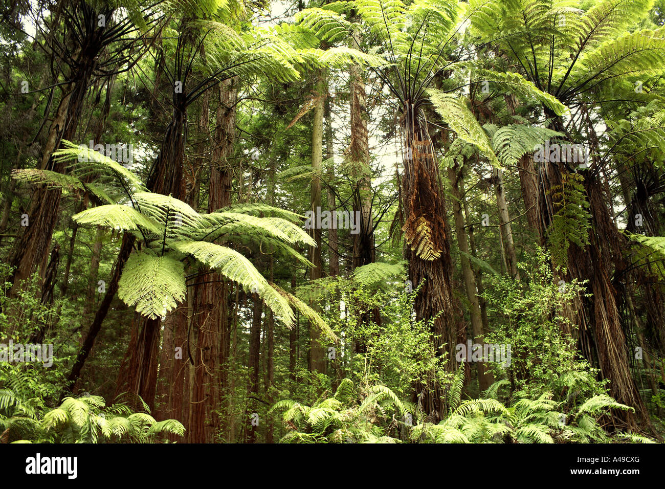 Fern trees growing in redwood forest Stock Photo - Alamy