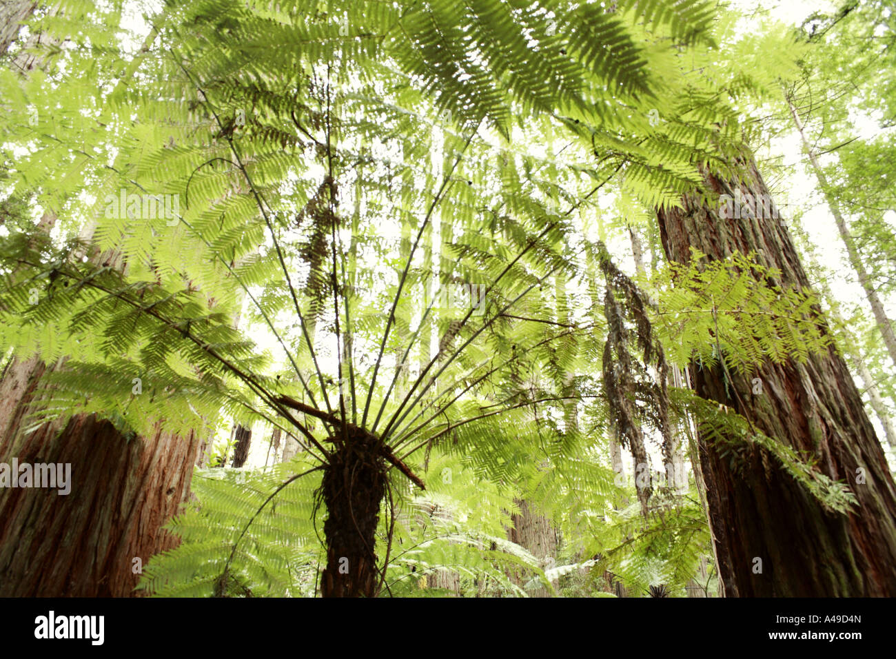 Tree fern and redwoods Stock Photo - Alamy