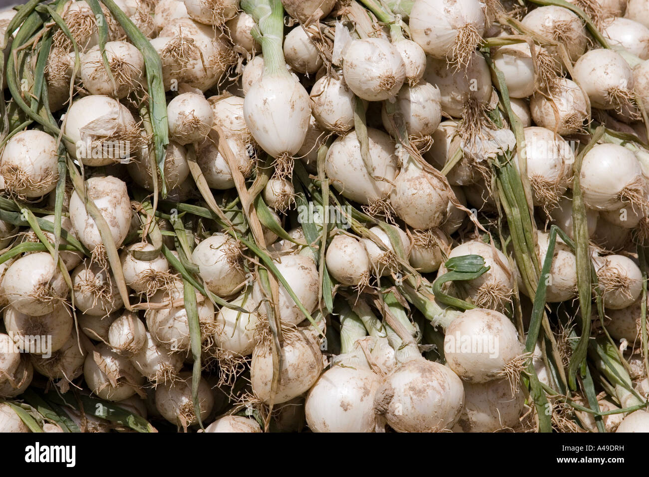 Onion stalk pile hi-res stock photography and images - Alamy