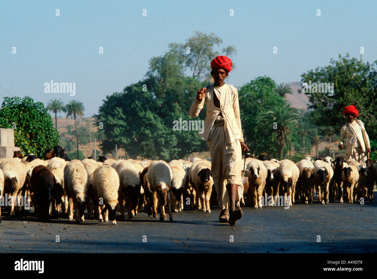 Shepherd flock sheep rajasthan india hi-res stock photography and ...