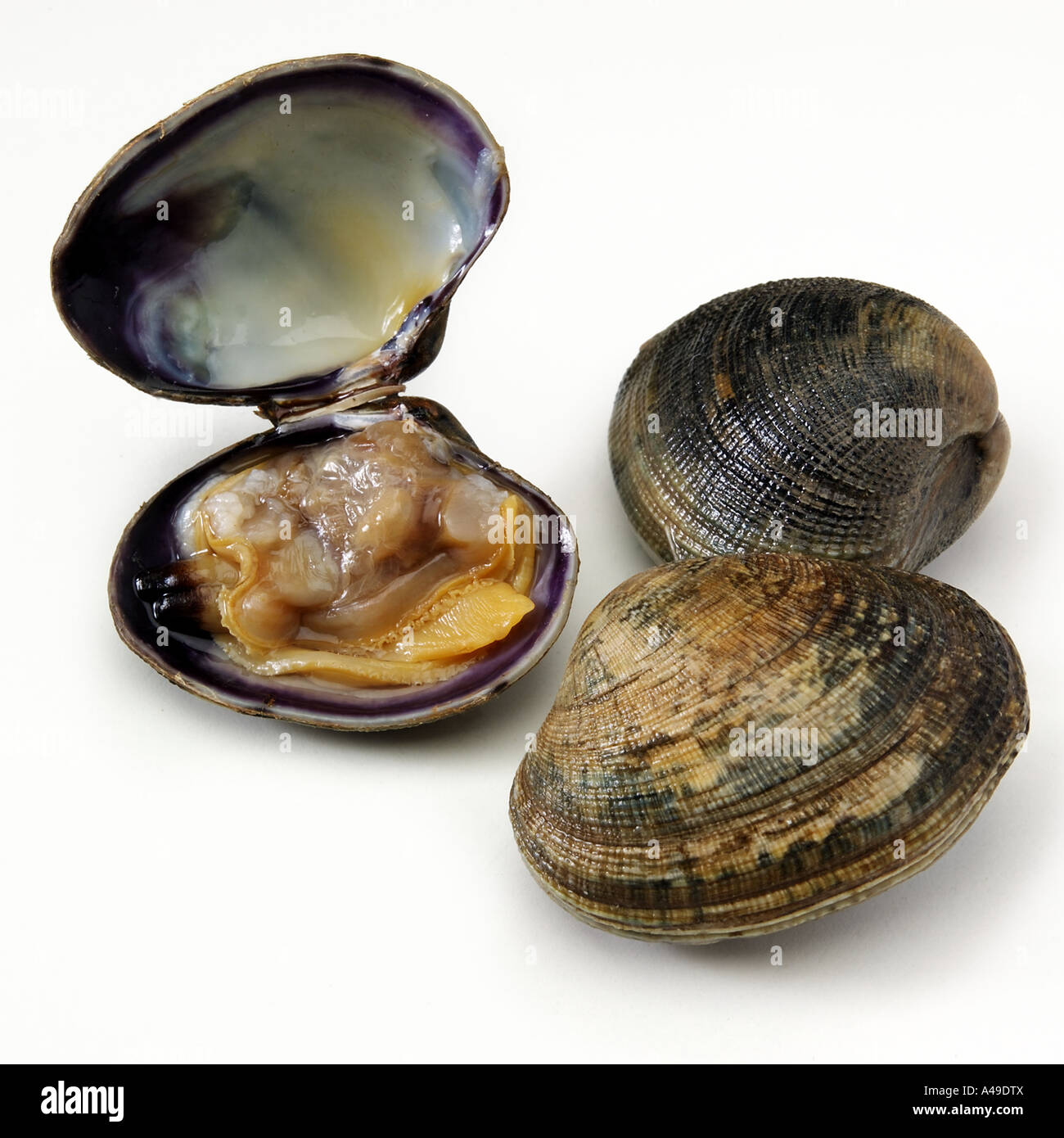 Open and closed clams hi-res stock photography and images - Alamy