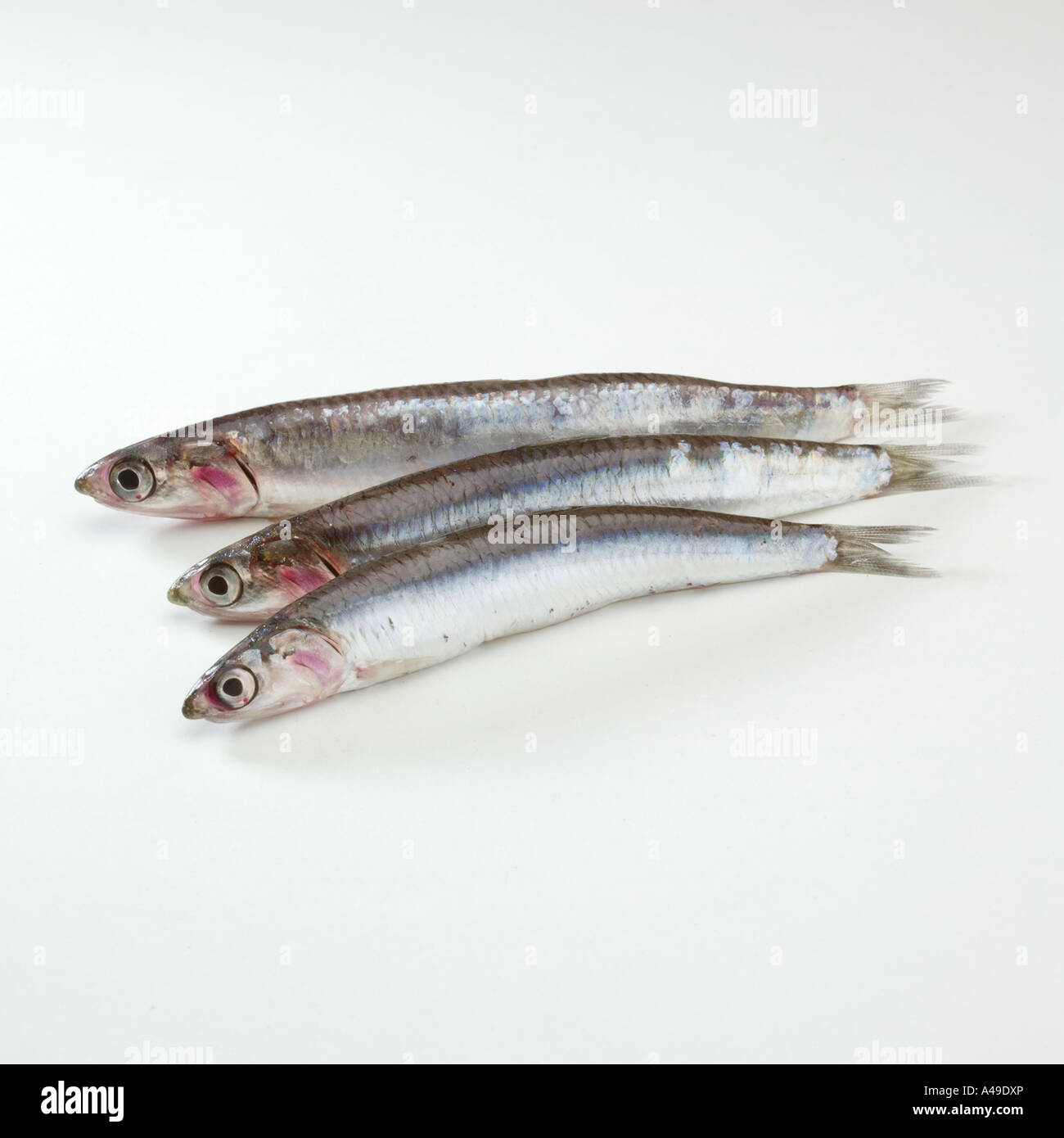 Anchovies cut out hi-res stock photography and images - Alamy