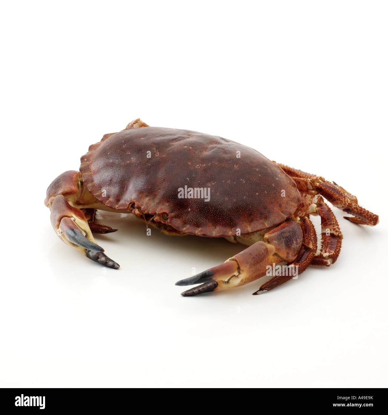 Edible crab Cancer pagurus Stock Photo - Alamy