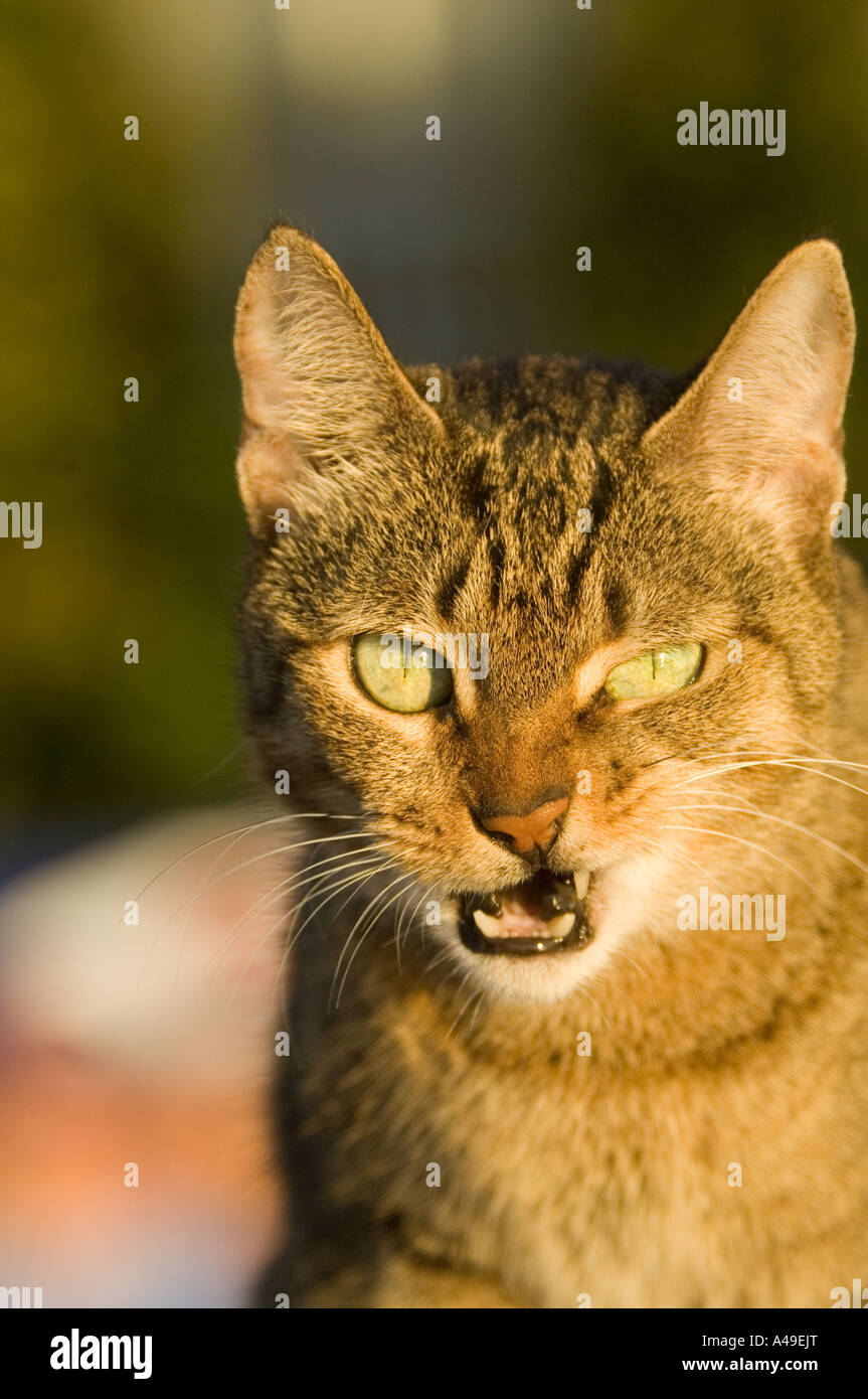 Hemingway hi-res stock photography and images - Alamy