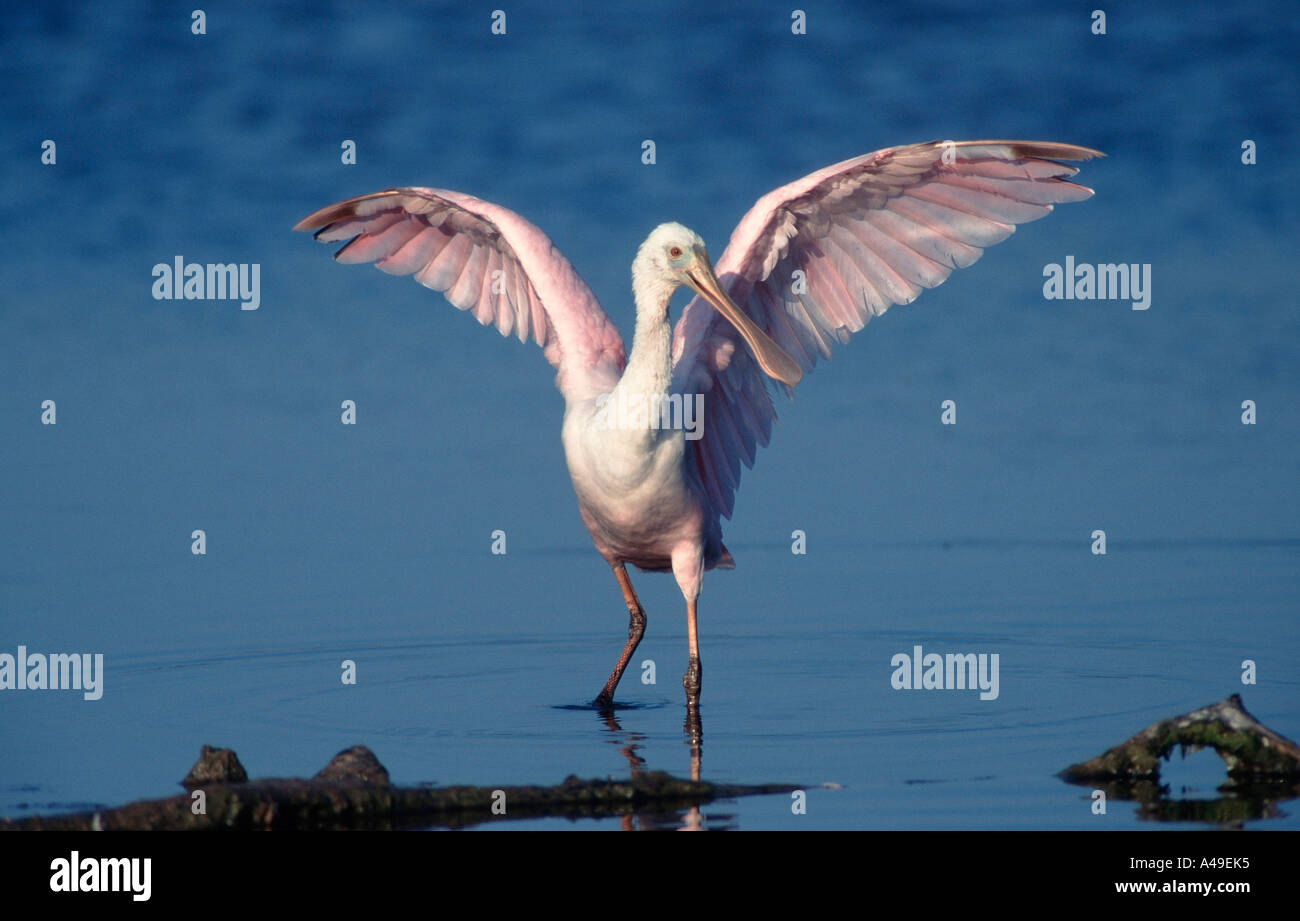 Adult spoonbill hi-res stock photography and images - Alamy