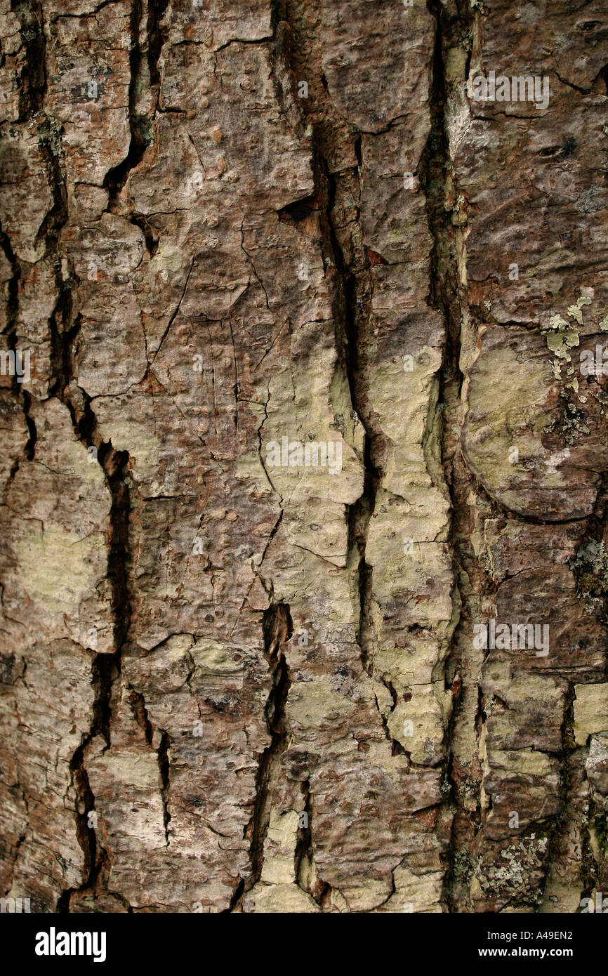old tree bark Stock Photo - Alamy