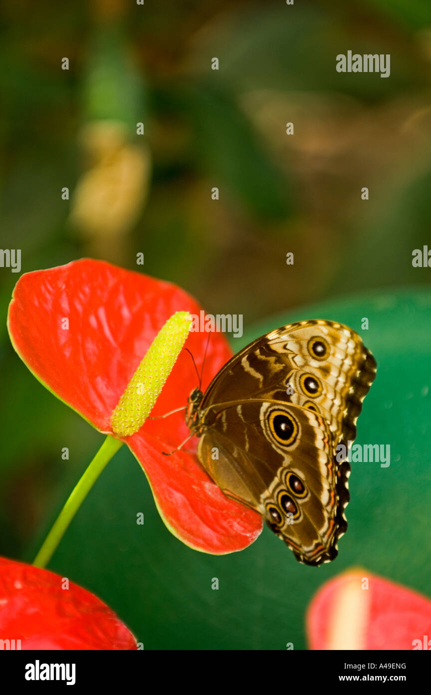 USA Florida Keys The Key West Butterfly Nature Conservancy Visitor ...