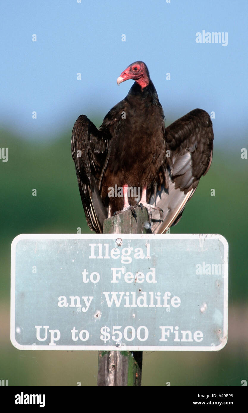 Vultures sign hi-res stock photography and images - Alamy