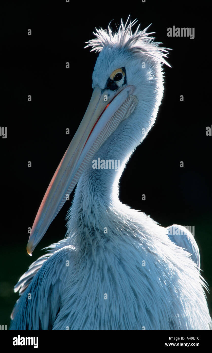 Pink back pelican hi-res stock photography and images - Alamy