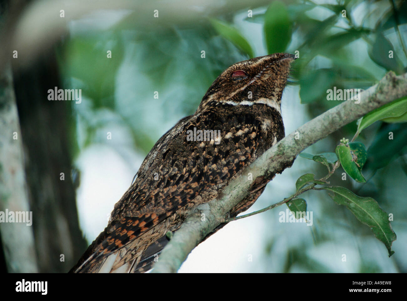 Chuck wills widow bird hi-res stock photography and images - Alamy
