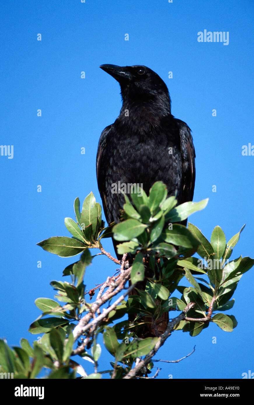 Crows crow florida hi-res stock photography and images - Alamy
