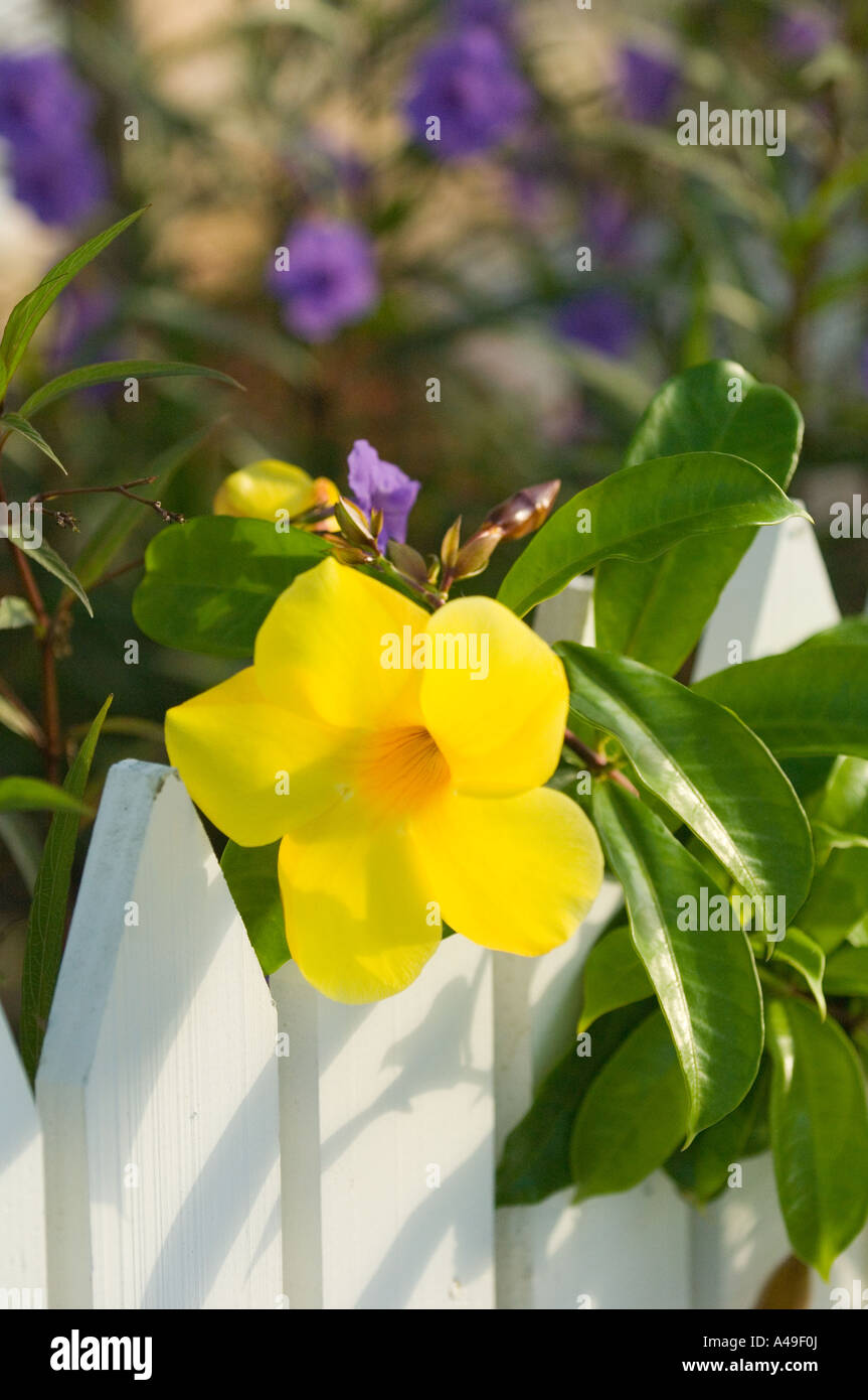 USA Florida Keys Yellow Allamanda flower on white picket fence with ...