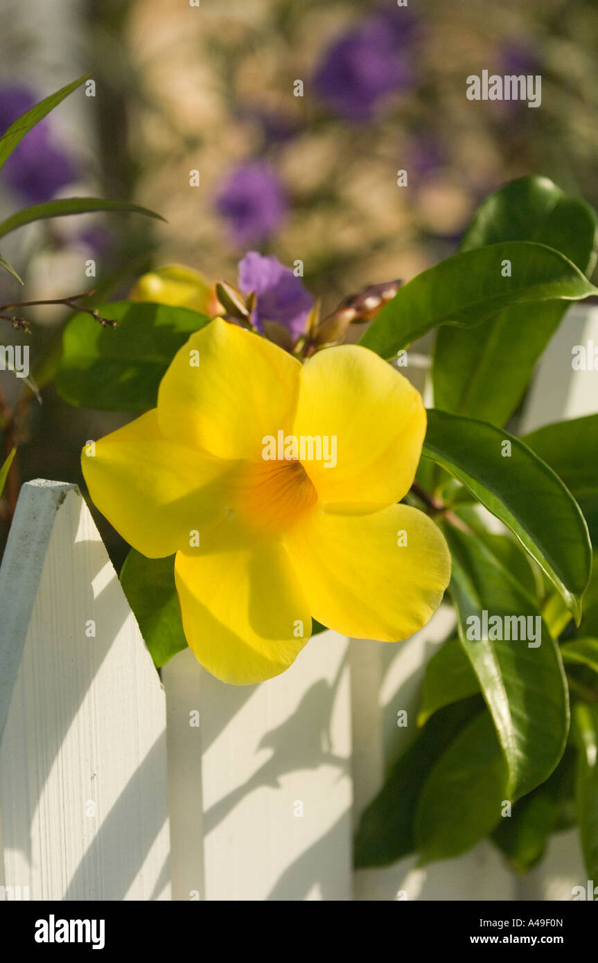 USA Florida Keys Yellow Allamanda flower on white picket fence with ...