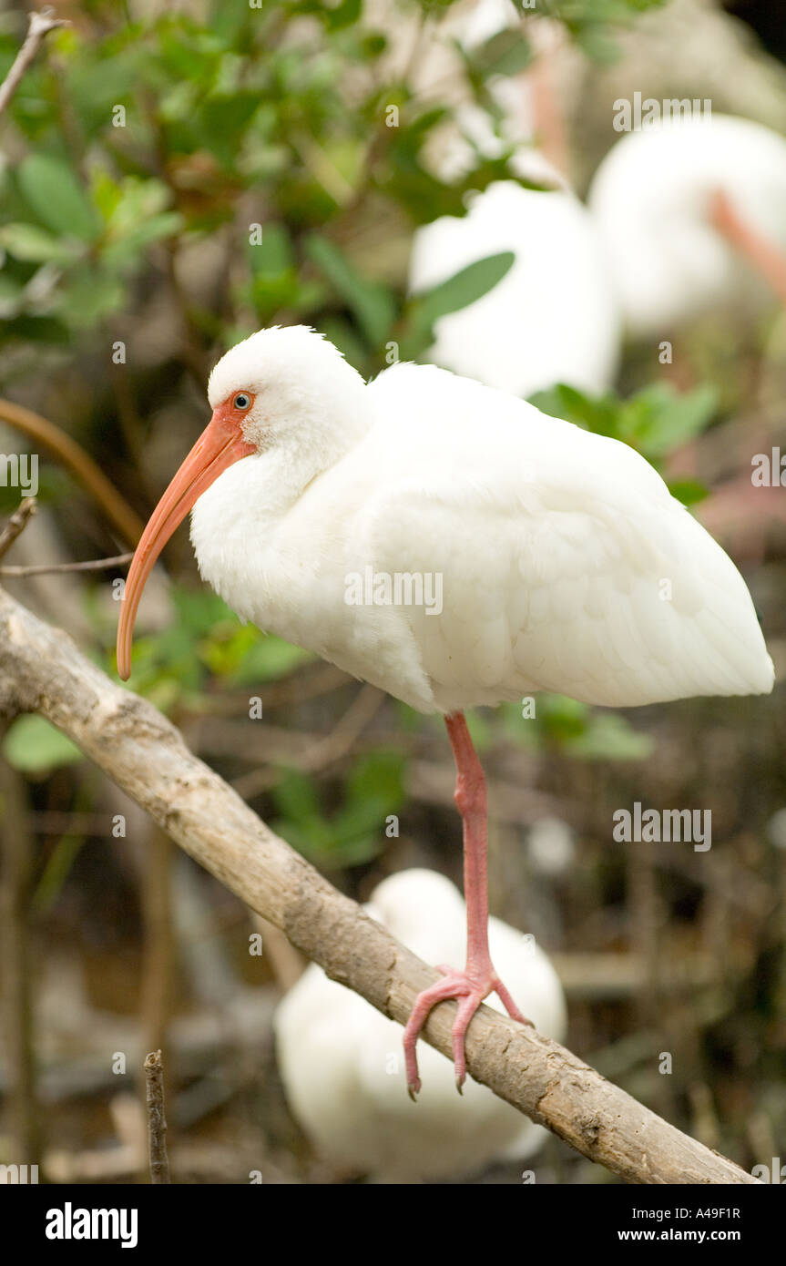 USA Florida Keys White Ibis perched on tree branch in saltwater march ...