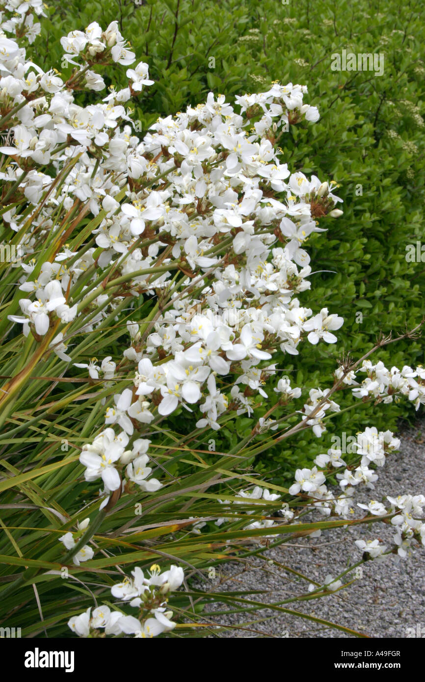 Libertia grandiflora hi-res stock photography and images - Alamy