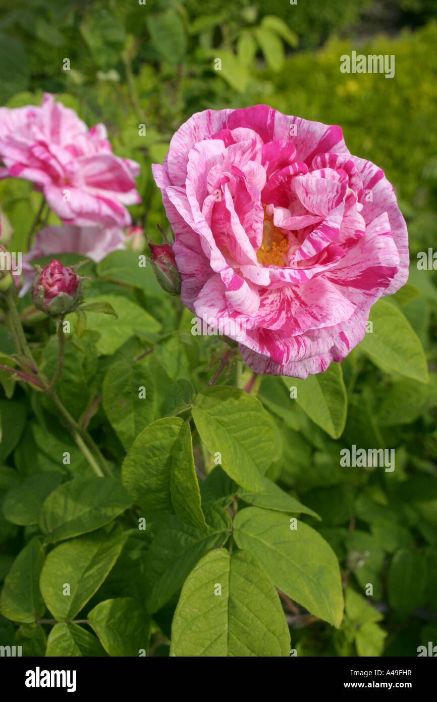 Striped flower of old rose Rosa gallica versicolor or Rosa Mundi close ...
