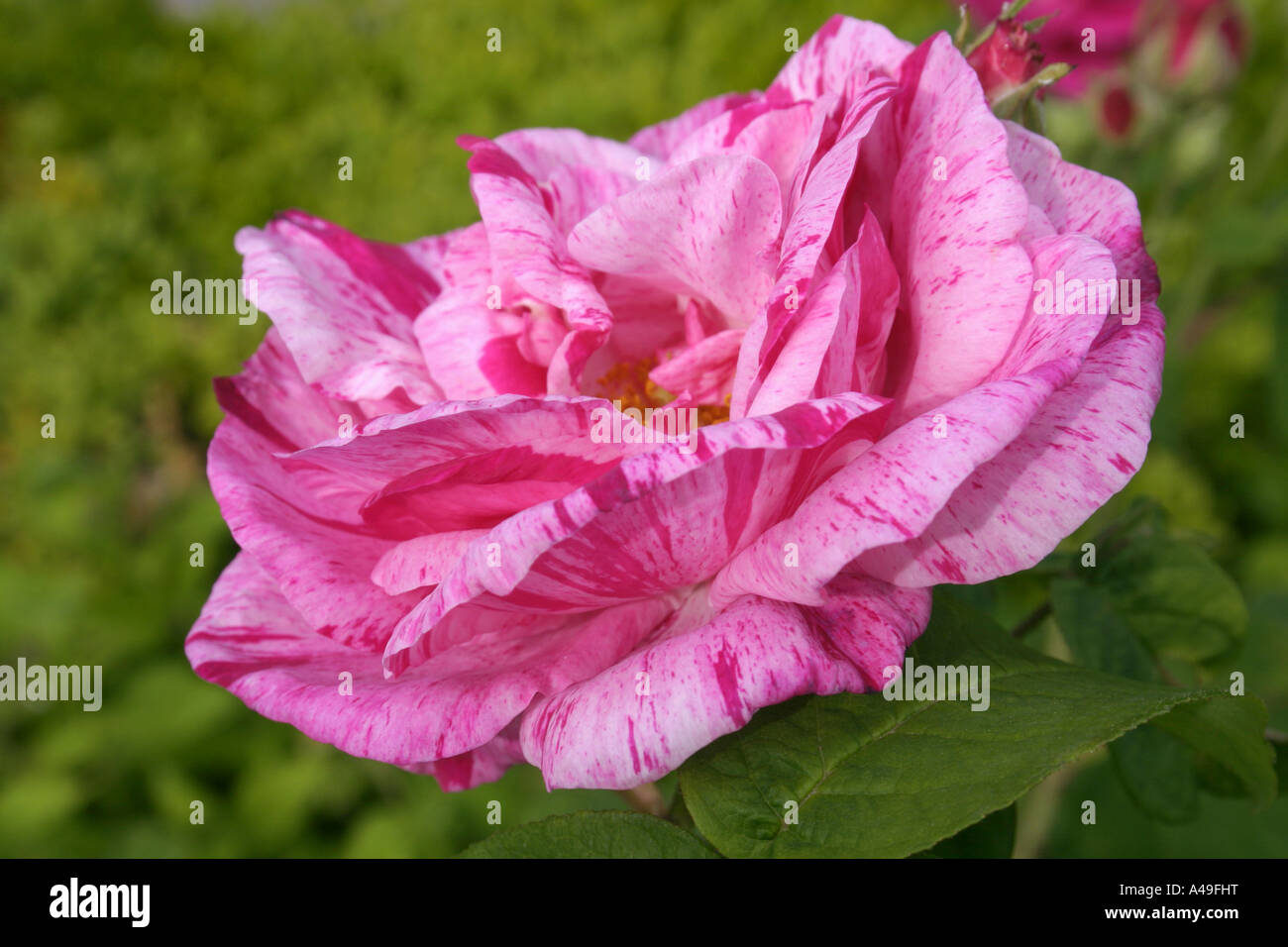 Striped flower of old rose Rosa gallica versicolor or Rosa Mundi close ...