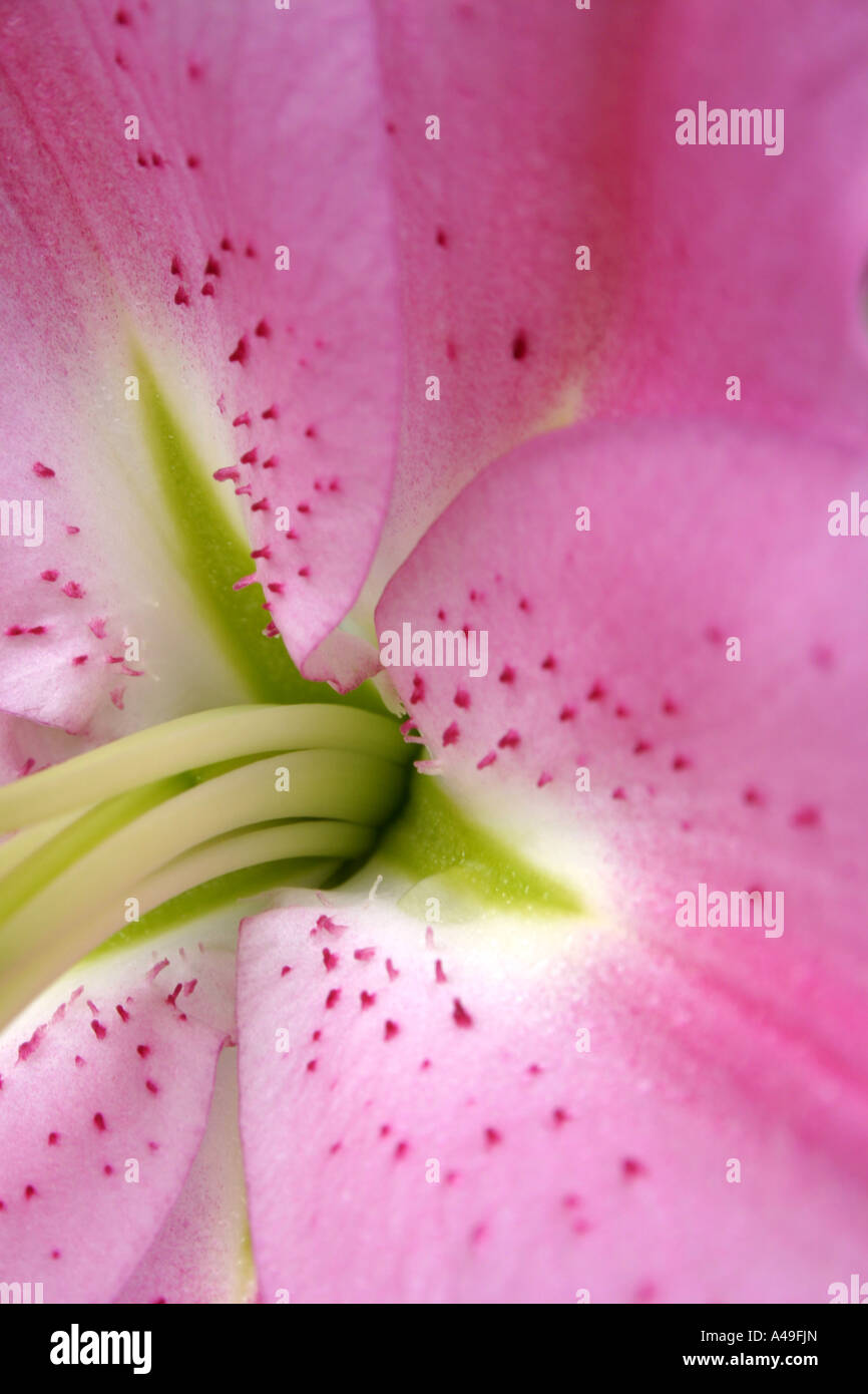 Pink lily flower close hi-res stock photography and images - Alamy