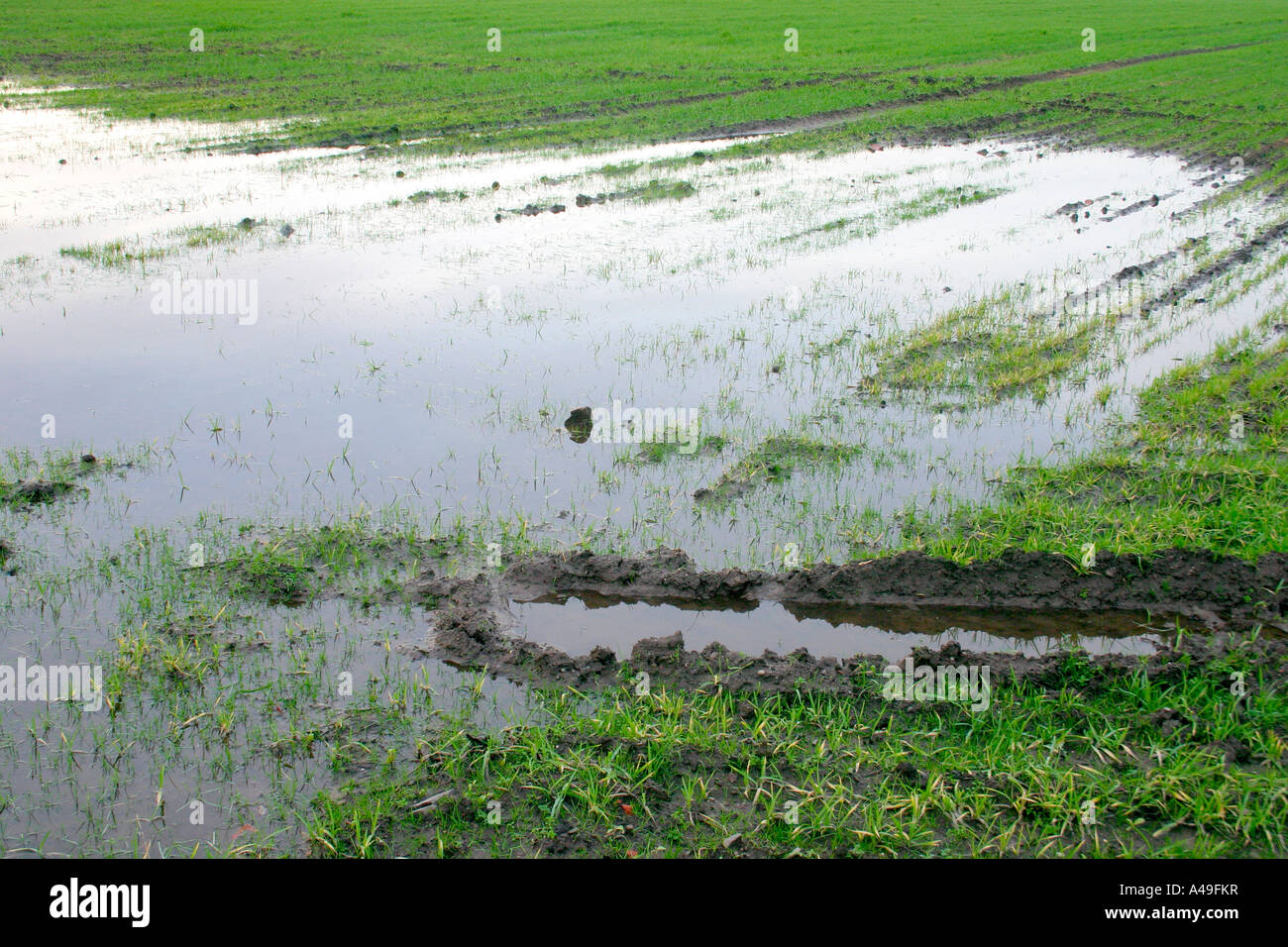 Flooded field of winter barley on farm in Galloway South west Scotland ...