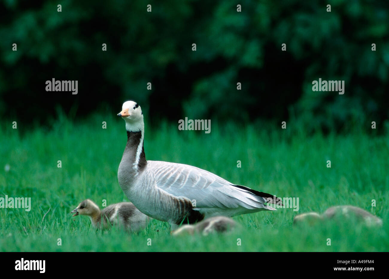 Bar headed goose group hi-res stock photography and images - Alamy