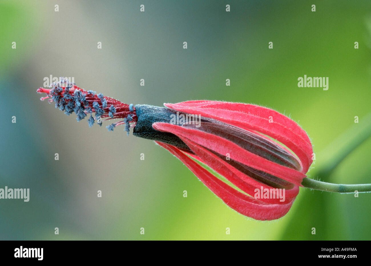 Pavonia multiflora hi-res stock photography and images - Alamy