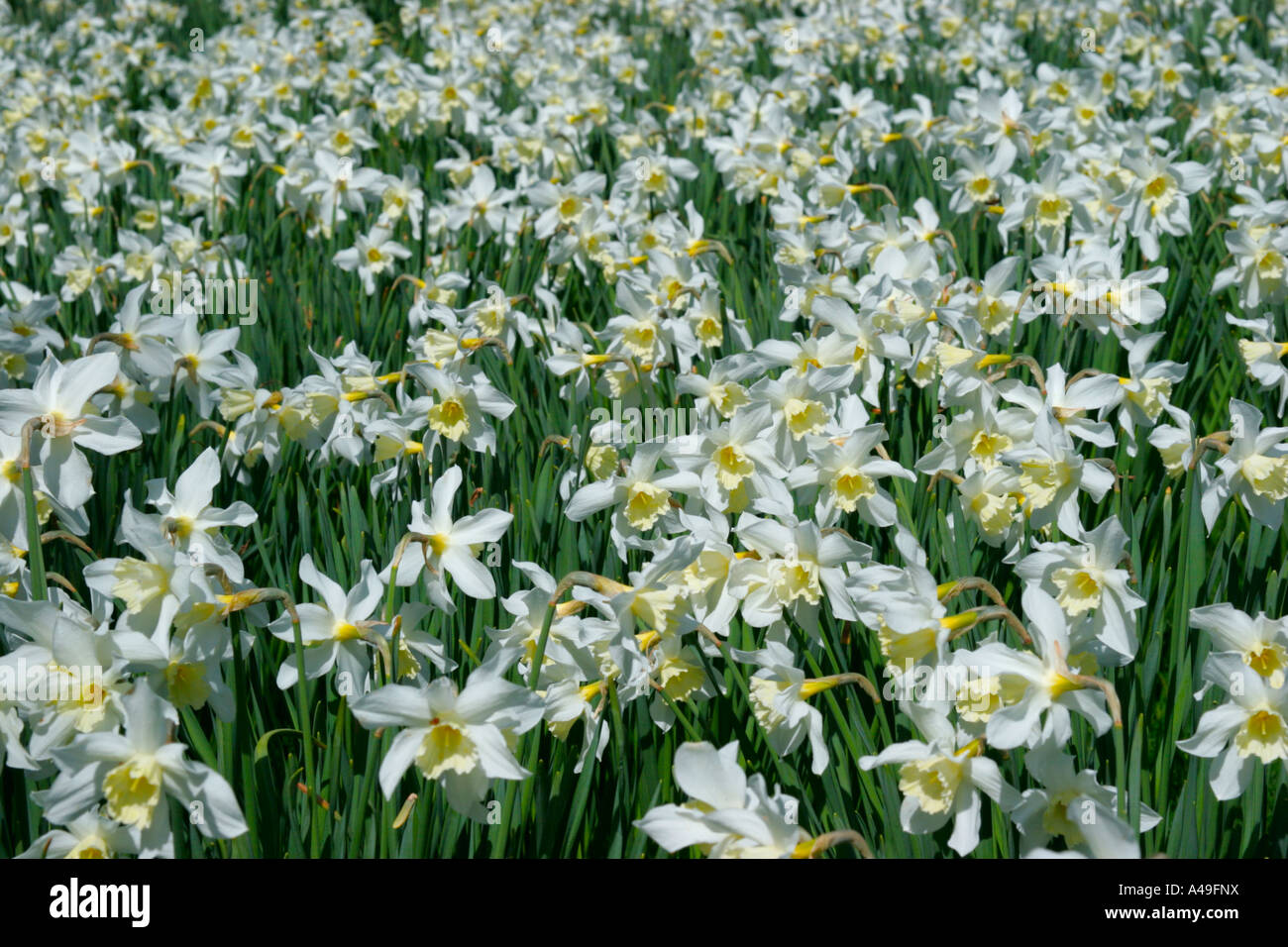 A large area of flowering daffodils Stock Photo - Alamy