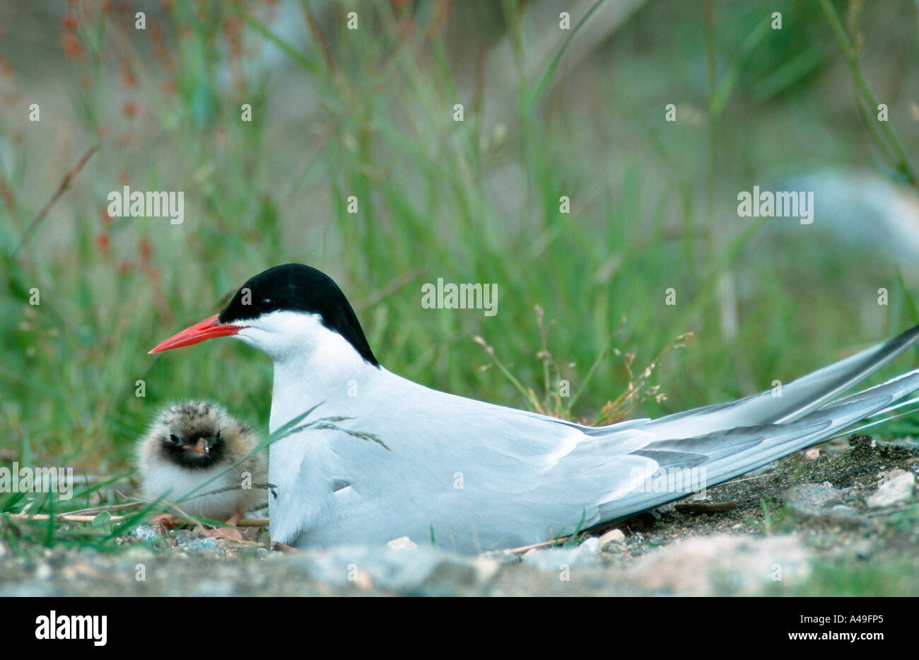 Female arctic tern sterna hi-res stock photography and images - Alamy